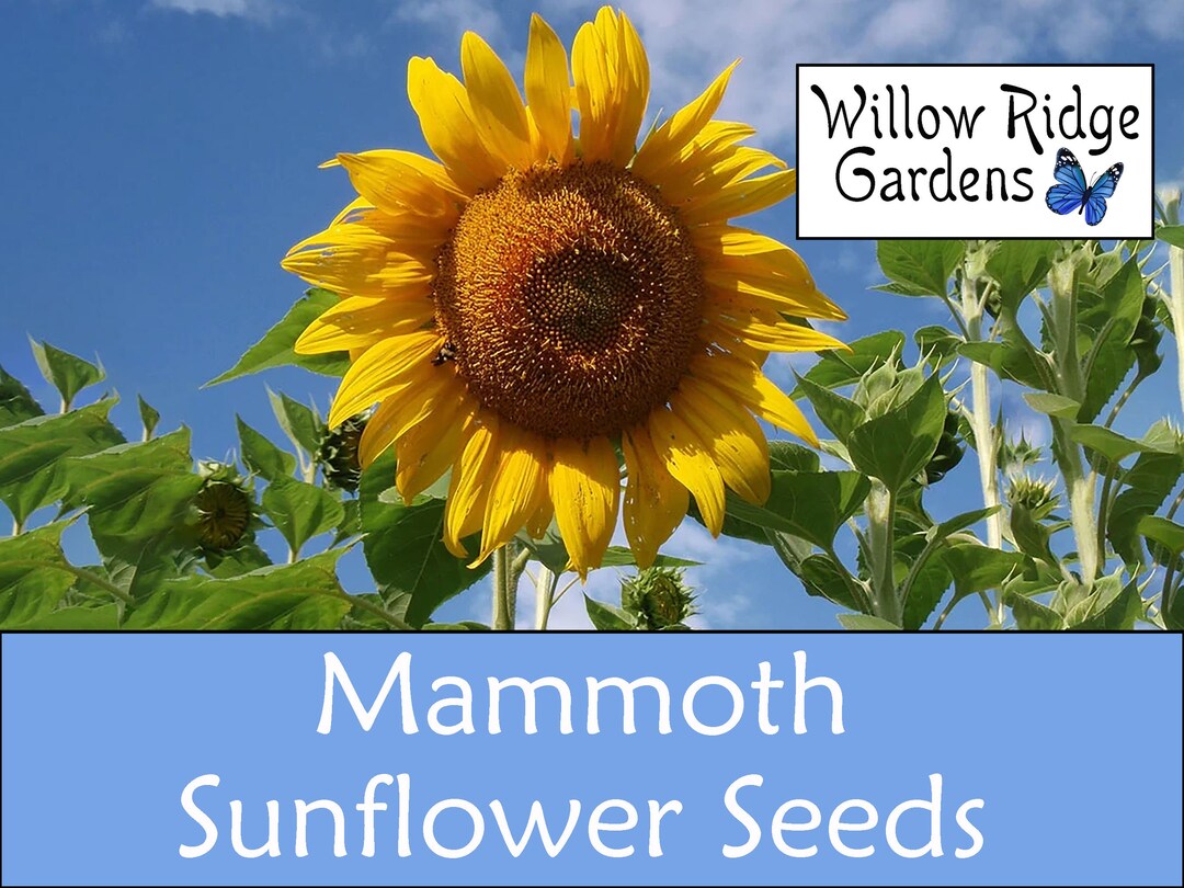 Mammoth Sunflower Seeds, 15+ Seeds, Organically Grown, Pesticide Free ...
