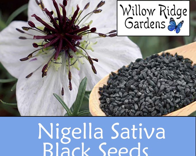 Nigella Persian Mulberry Rose Flower Seeds/love in A Mist / Annual 100 ...