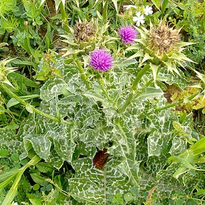 Organic Milk Thistle Seeds, 15+ Seeds, Silybum Marianum, Medicinal Herb ...