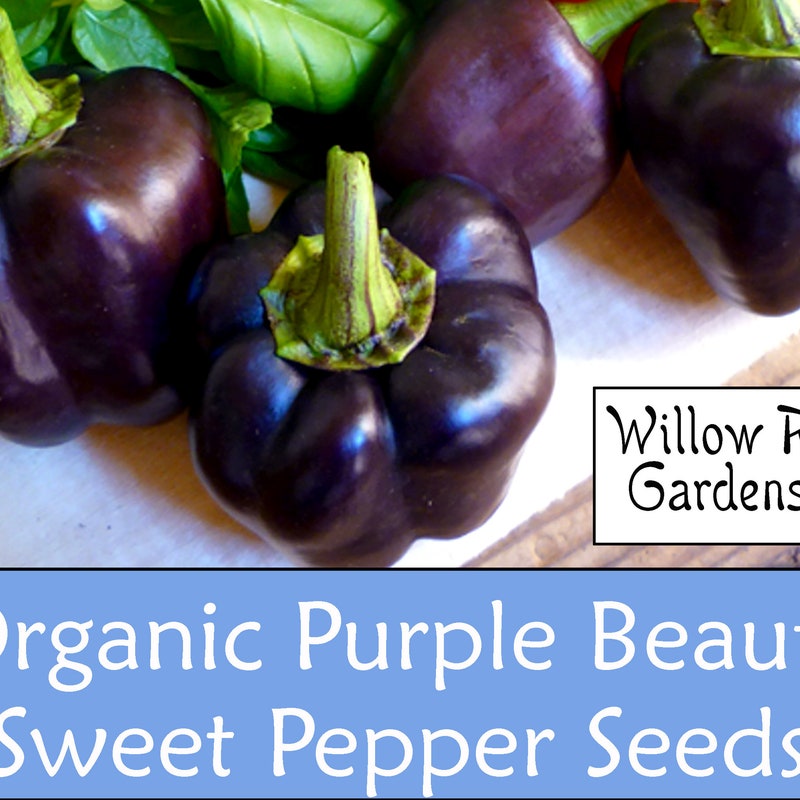 Rare Pepper Seeds - Etsy