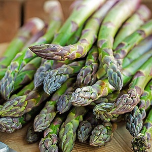 Jersey Giant Asparagus Seeds, 15+ Seeds, Organically Grown, Pesticide ...