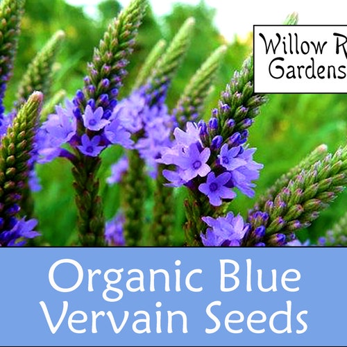 Organic Blue Vervain Seeds Verbana Hastata 100 Seeds - Etsy
