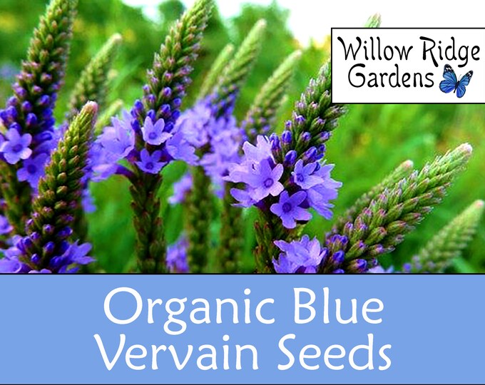 100 Blue Spires Vervain Seedsverbena Hastata1st Yr Flowering ...