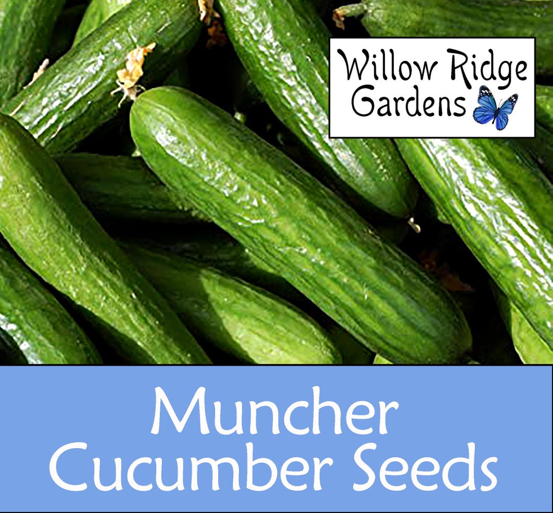 Muncher Cucumber Seeds, 15+ Seeds, Sourced From Certified Grower ...