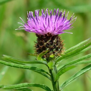 Organic Milk Thistle Seeds, 15+ Seeds, Silybum Marianum, Medicinal Herb ...