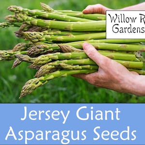 Jersey Giant Asparagus Seeds, 15+ Seeds, Organically Grown, Pesticide ...