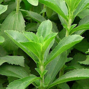 Organic Stevia Seeds, 15 Seeds, Medicinal Herb Seeds, Heirloom, Organic Herb Seeds, Stevia Plant ...