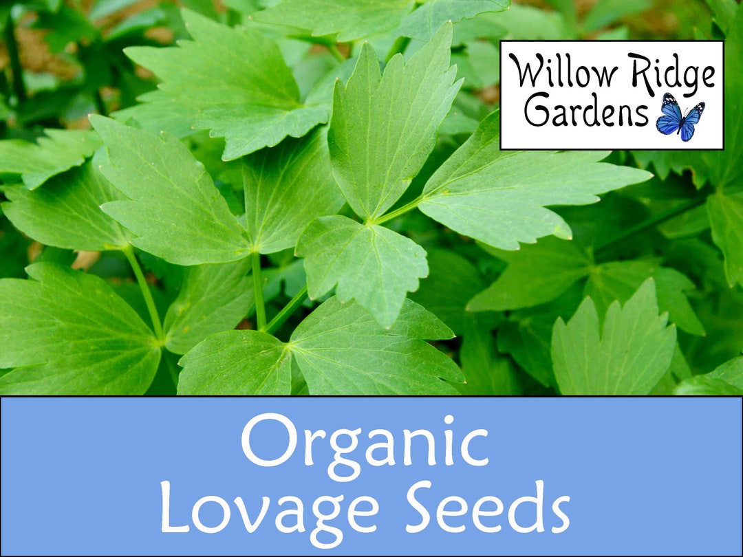 Organic Lovage Seeds, 15+ Seeds, Medicinal Herbs, Heirloom Seeds, Non ...