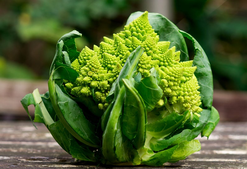 Romanesco Broccoli Seeds, 100+, Sourced From Certified Growers ...