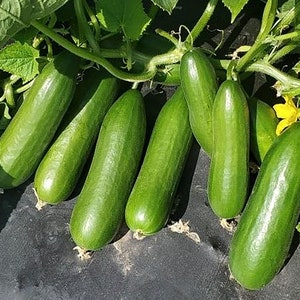 Organic Mini-me Cucumber Seeds, 10+ Seeds, Vegetable Seeds, Organic ...
