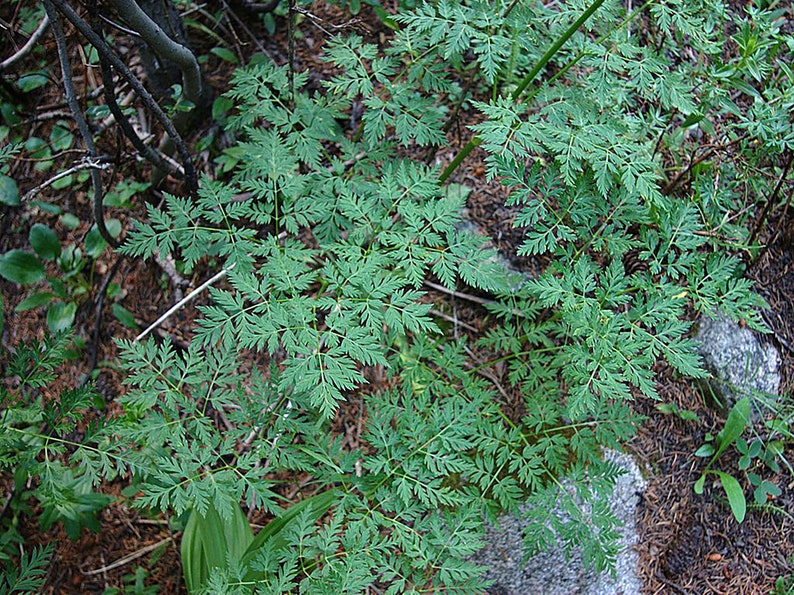 Organic Osha Seeds 10 Seeds Ligusticum Porteri Medicinal - Etsy