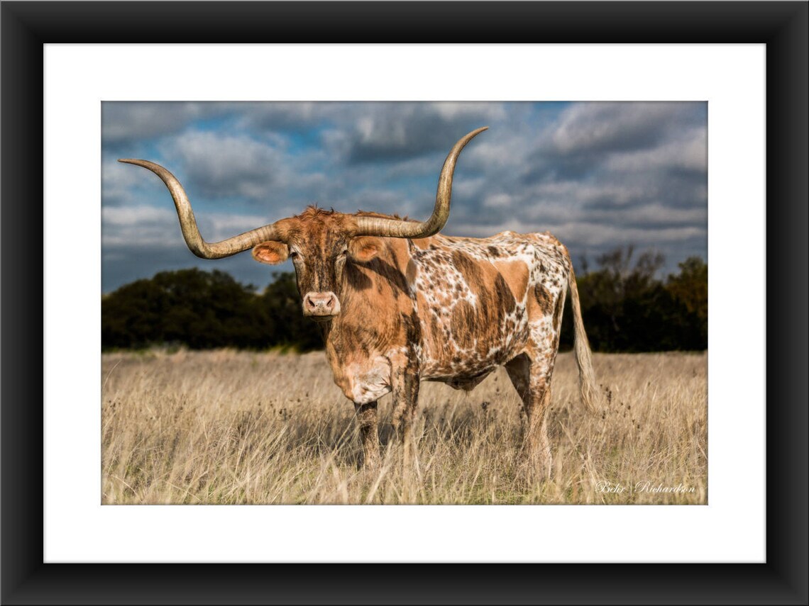 Fine Art Print of Texas Longhorn, Longhorn, Texas, Photograph - Etsy