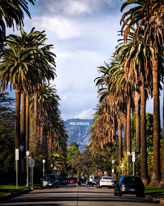 Hollywood Skyline Palm Trees