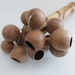 Nut Shells Maraca/ Musical Instrument/ Handmade Maraca/nut Shells ...