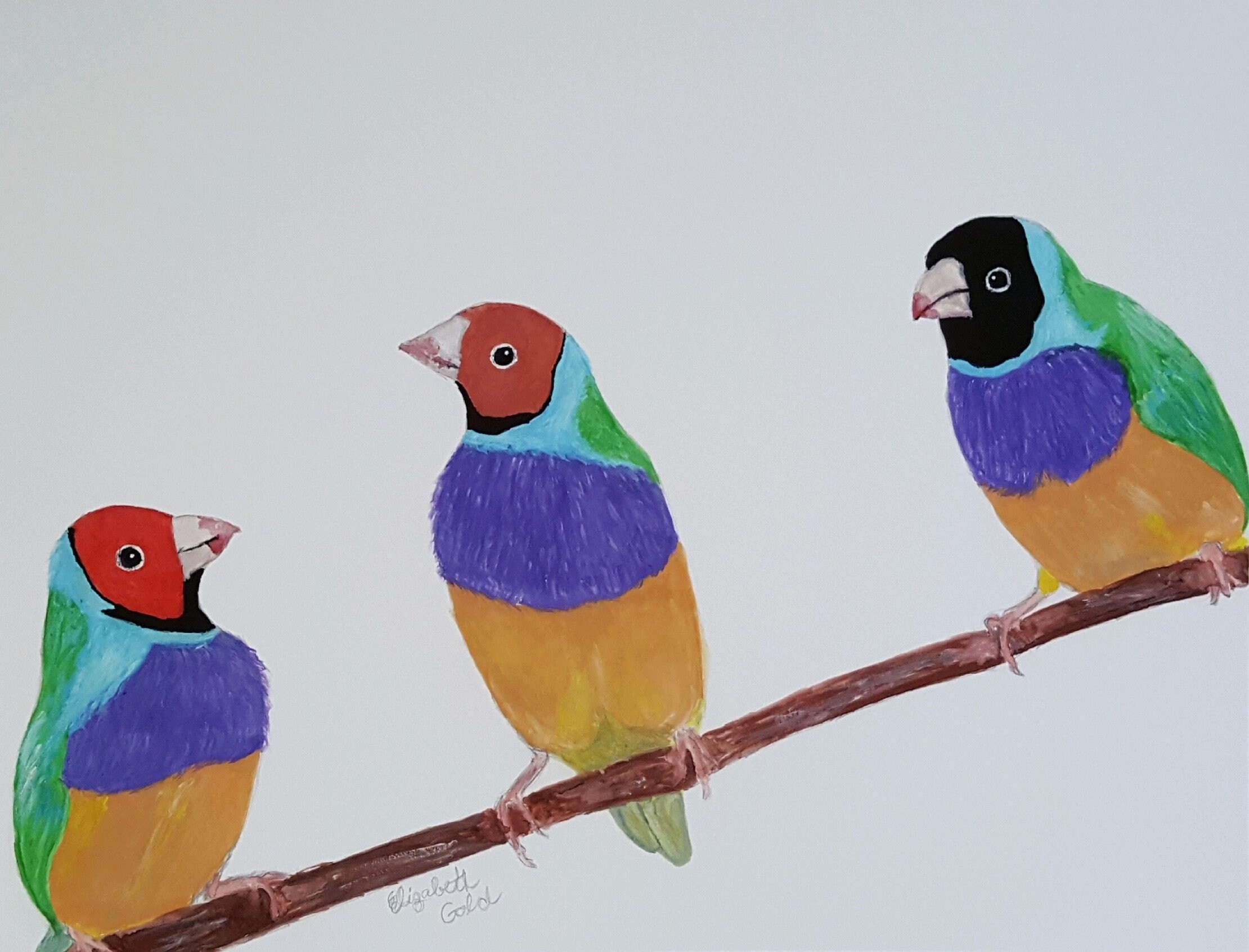 Finch Art Print, Gouldian Finches, Watercolor Fine Art, Australian Bird ...