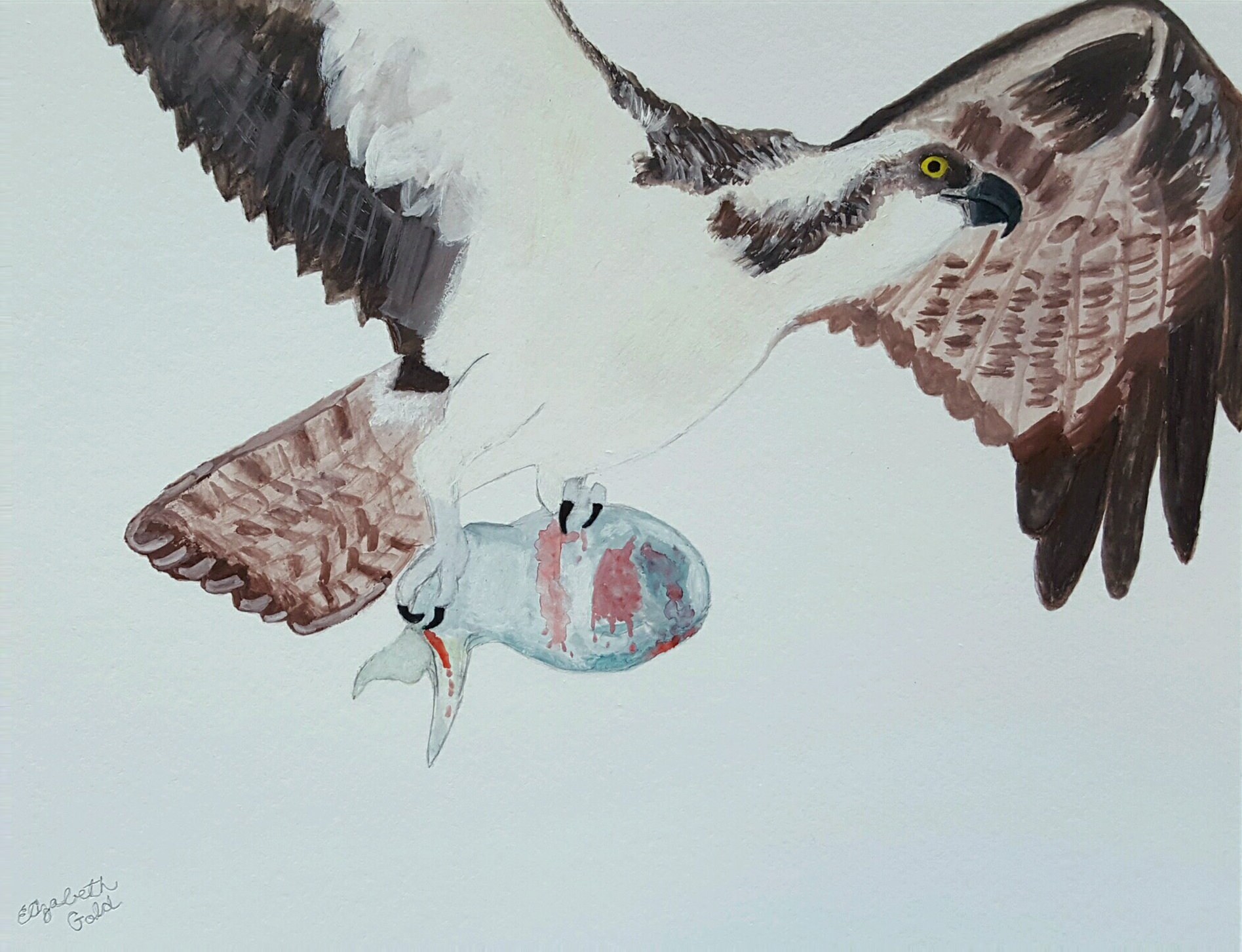 Western Osprey Flying With Fish Watercolor Painting Print, Fine Art ...