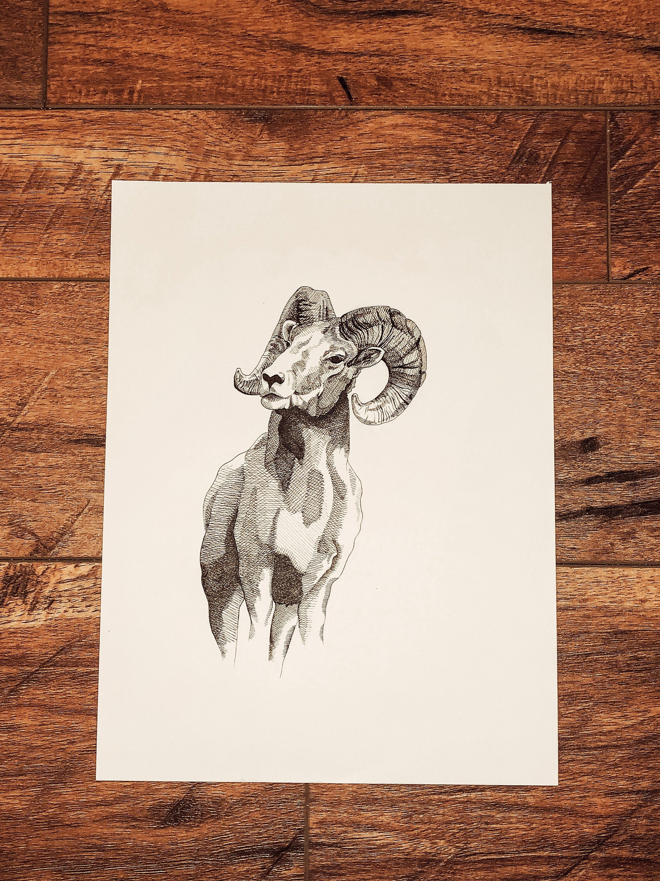 Gallatin Ram Print - Etsy
