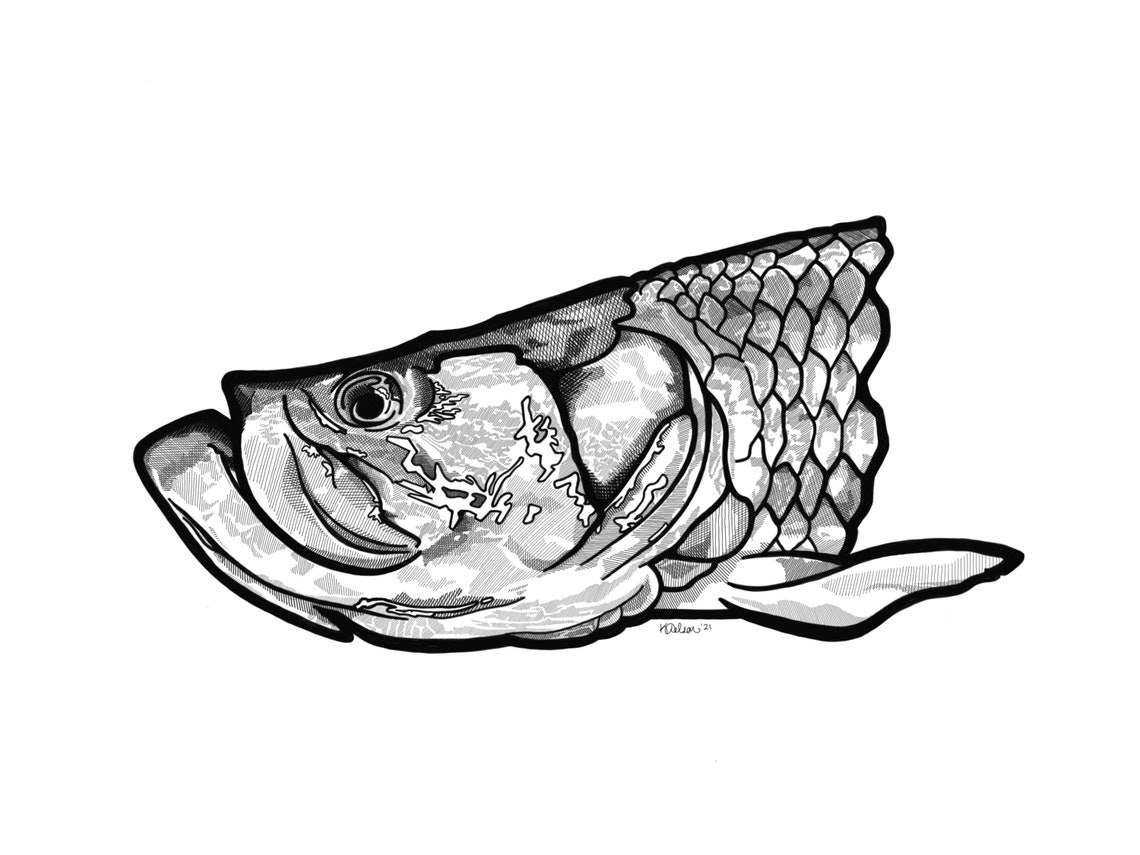 Tarpon Print - Etsy