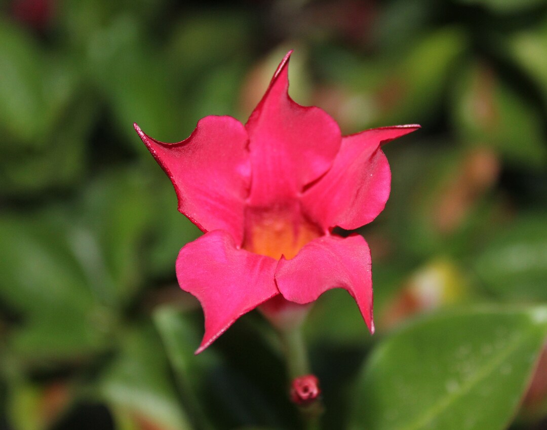 Pink, Flower, Printable Photography, Poster, Instant Download, Office ...