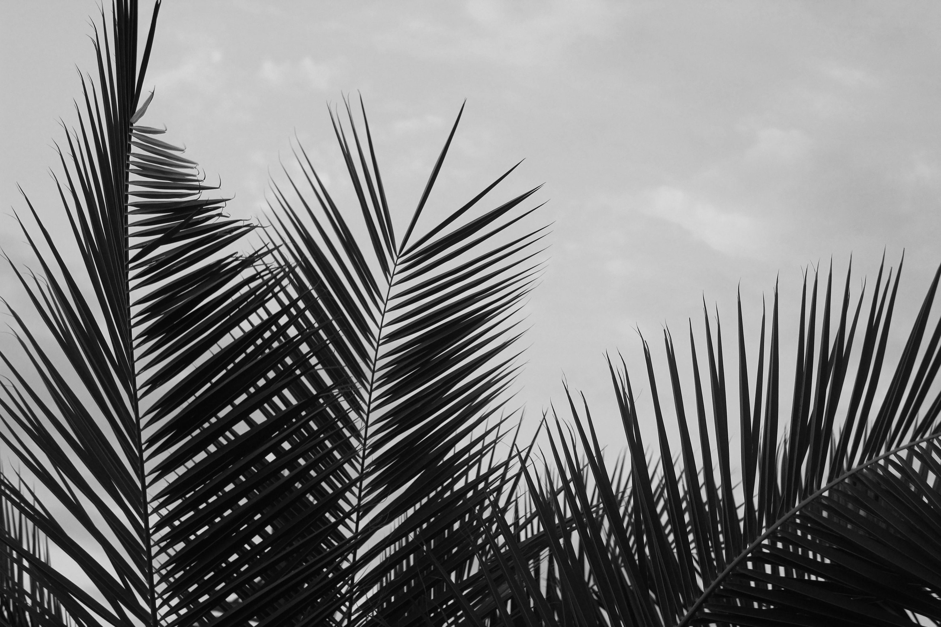 Black and White, Horizontal, Southwest, Palm Fronds, Arizona, Printable ...