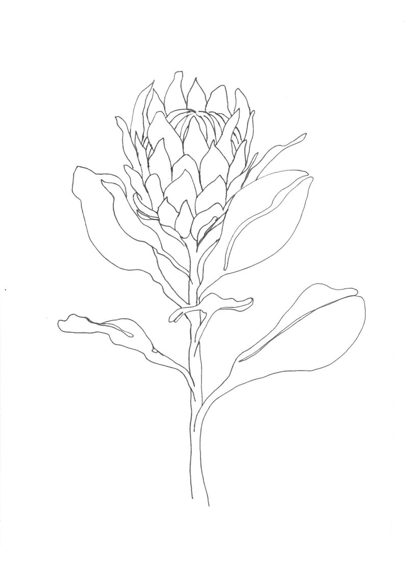 Protea // Line Drawing Print - Etsy