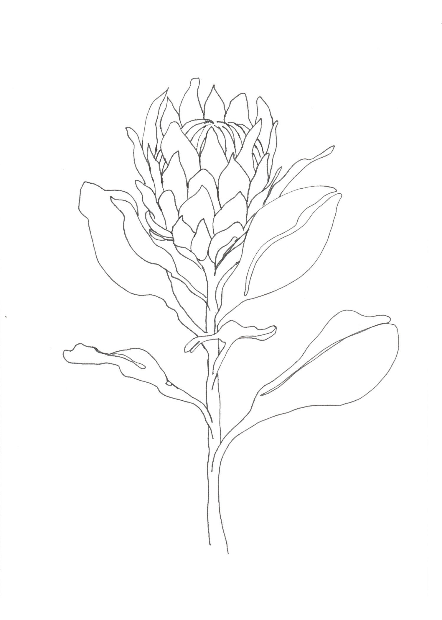 Protea // Line Drawing Print - Etsy