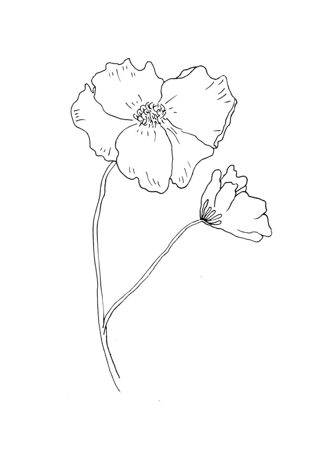 Poppy // Line Drawing Digital Print - Etsy