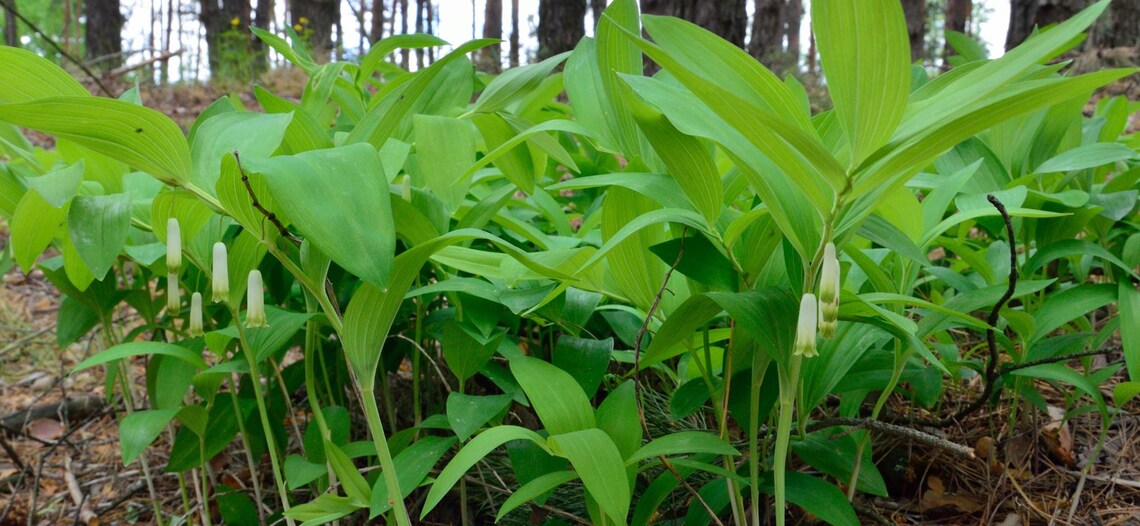 Organic Solomon Seal Root Tincture: Double Concentrated Extract for ...