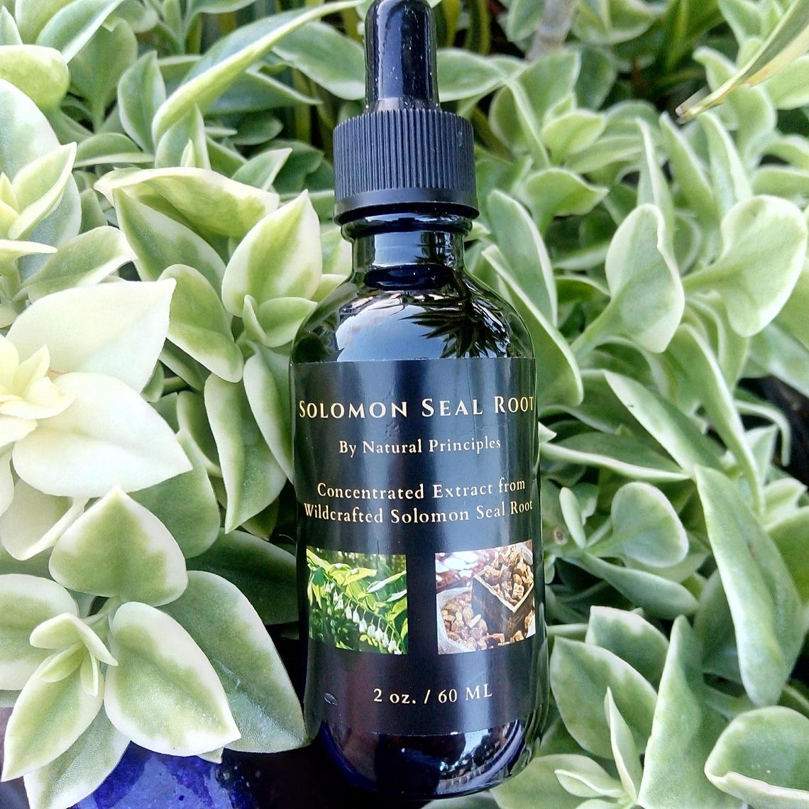 Organic Solomon Seal Root Tincture: Double Concentrated Extract for ...