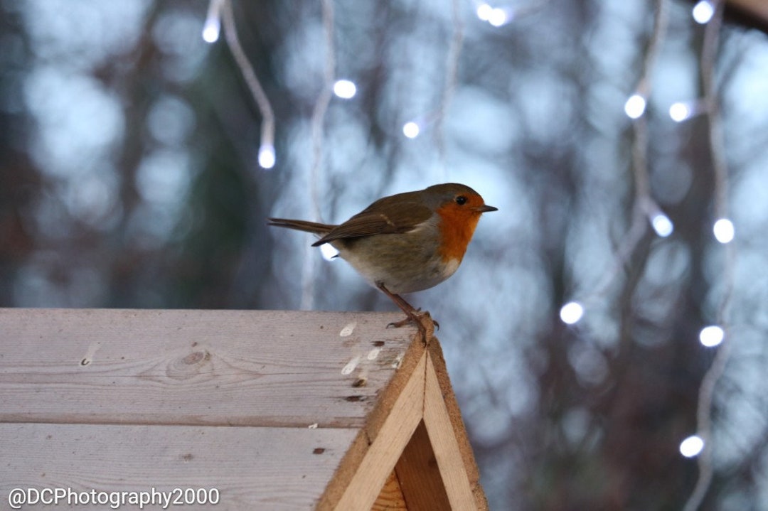 Christmas Lights Card, Robin Card, Season's Greetings Card, Happy ...