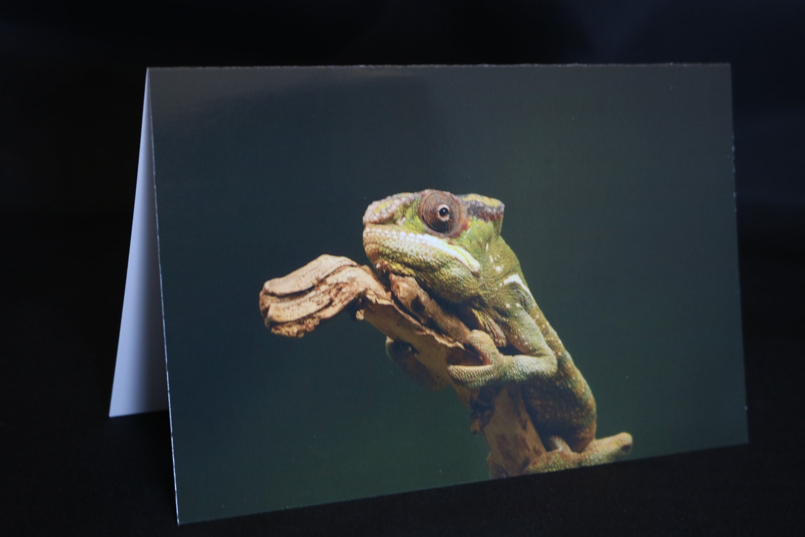 Chameleon Card / Wildlife Card Animal Card Thank You Card | Etsy