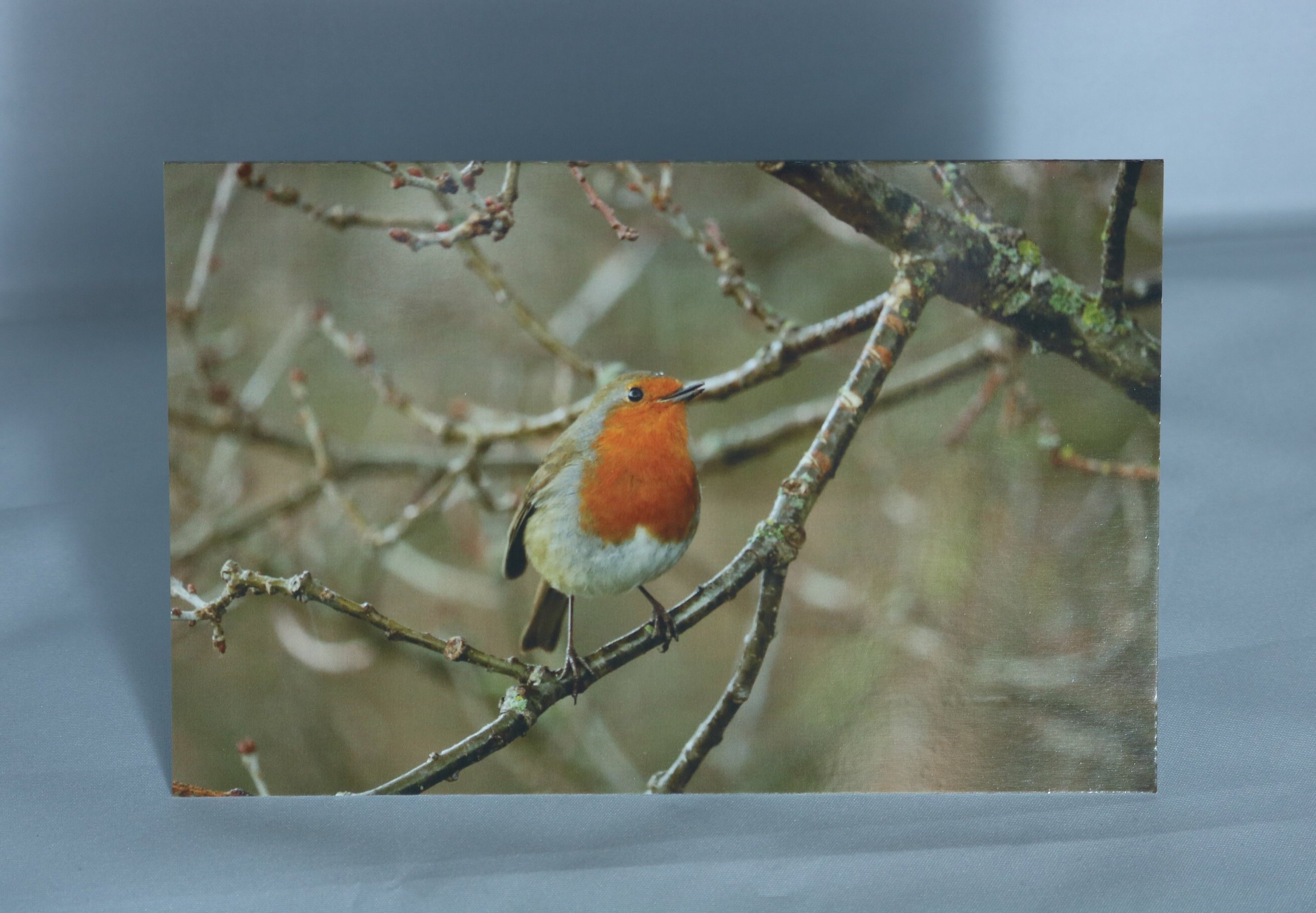 Robin in the Rain Card Cute Robin Birthday Card Thank You - Etsy UK