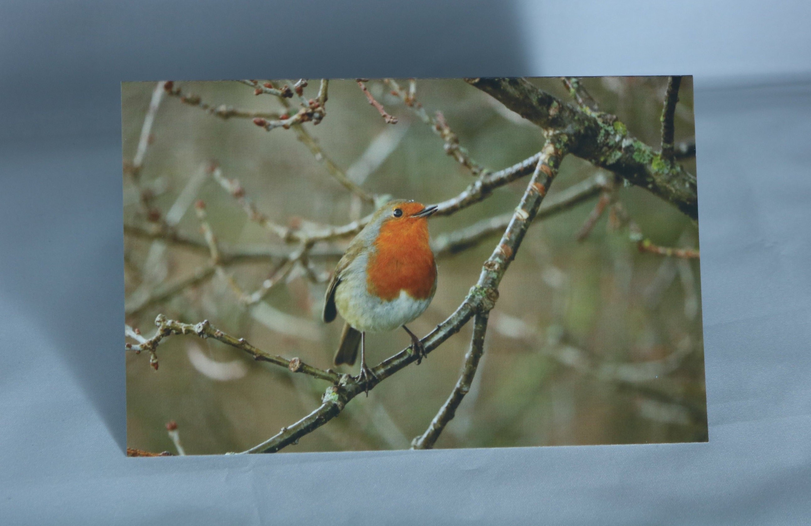 Robin in the Rain Card Cute Robin Birthday Card Thank You - Etsy UK