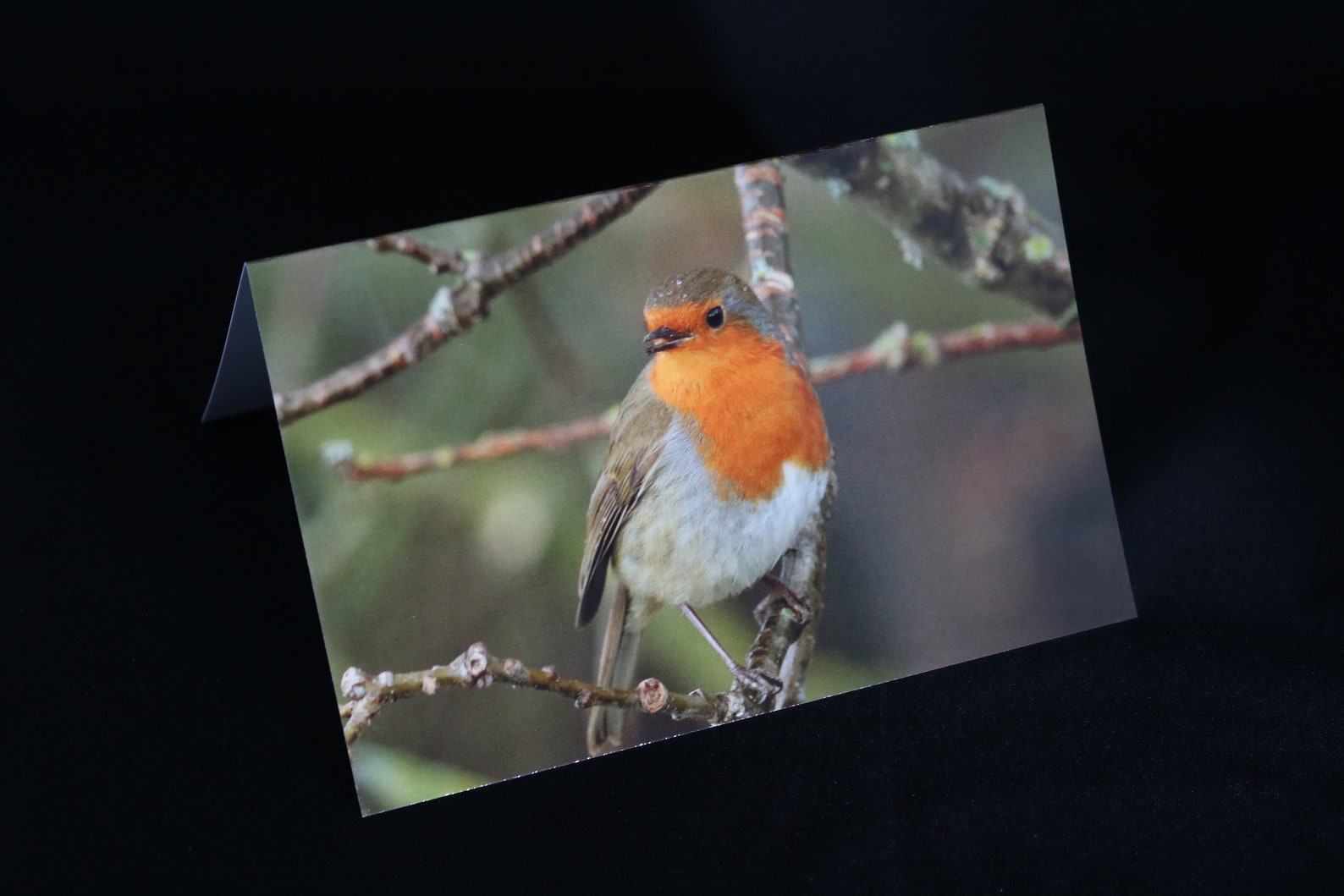 Robin in Winter Card, Cute Robin Birthday Card, Thank You Card ...