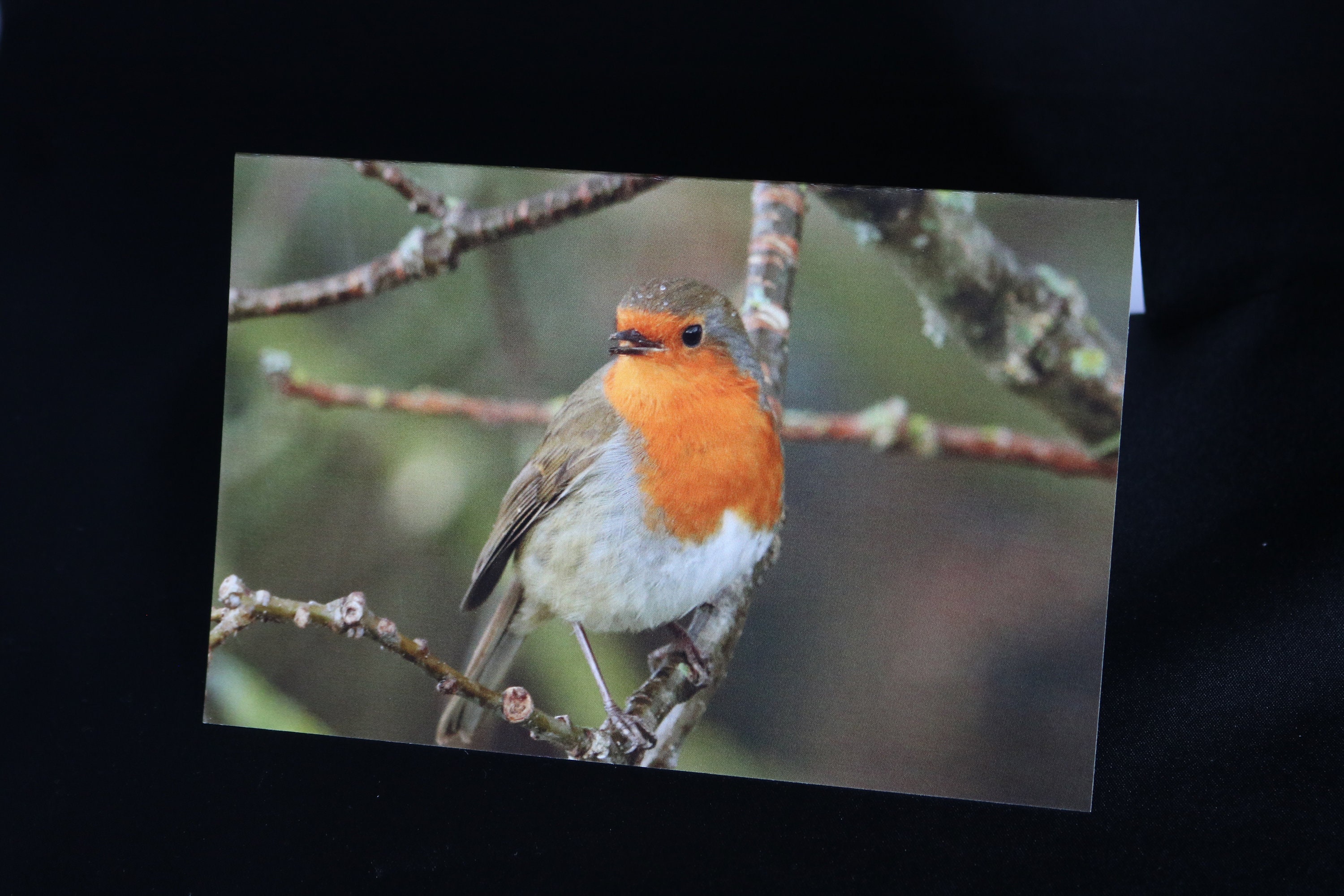 Robin in Winter Card, Cute Robin Birthday Card, Thank You Card ...