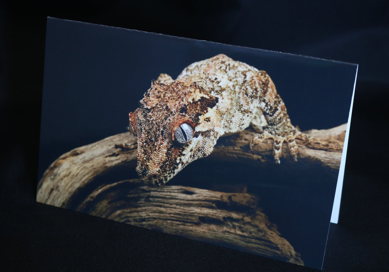 Gecko Card / Wildlife Card, Animal Card, Thank You Card, Special ...