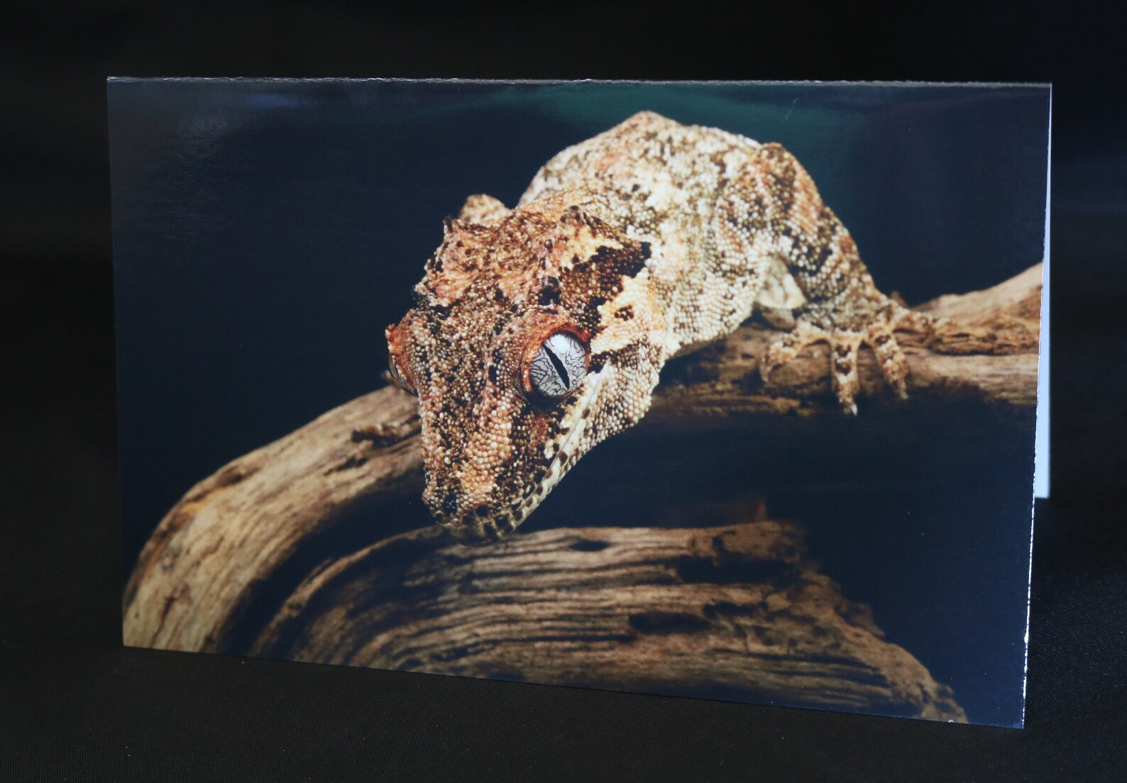 Gecko Card / Wildlife Card, Animal Card, Thank You Card, Special ...