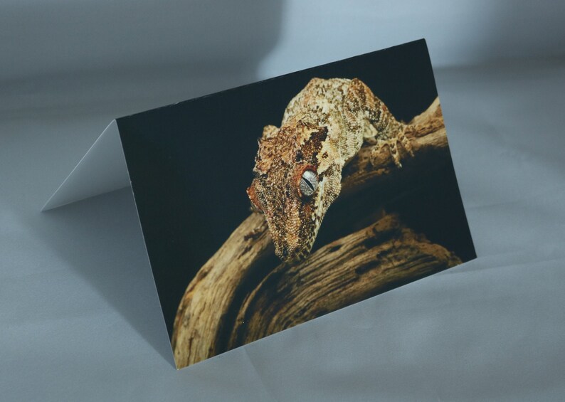 Gecko Card / Wildlife Card Animal Card Thank You Card | Etsy