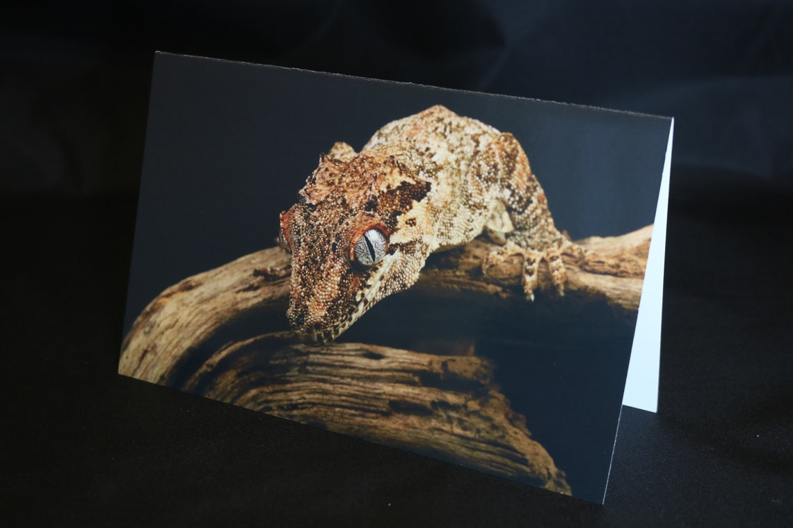 Gecko Card / Wildlife Card, Animal Card, Thank You Card, Special ...