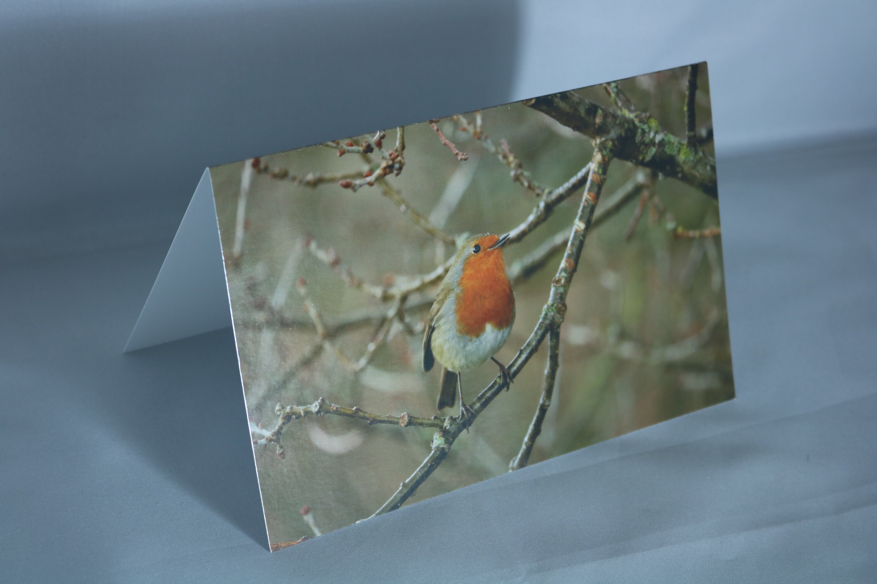 Robin in the Rain Card Cute Robin Birthday Card Thank You - Etsy UK