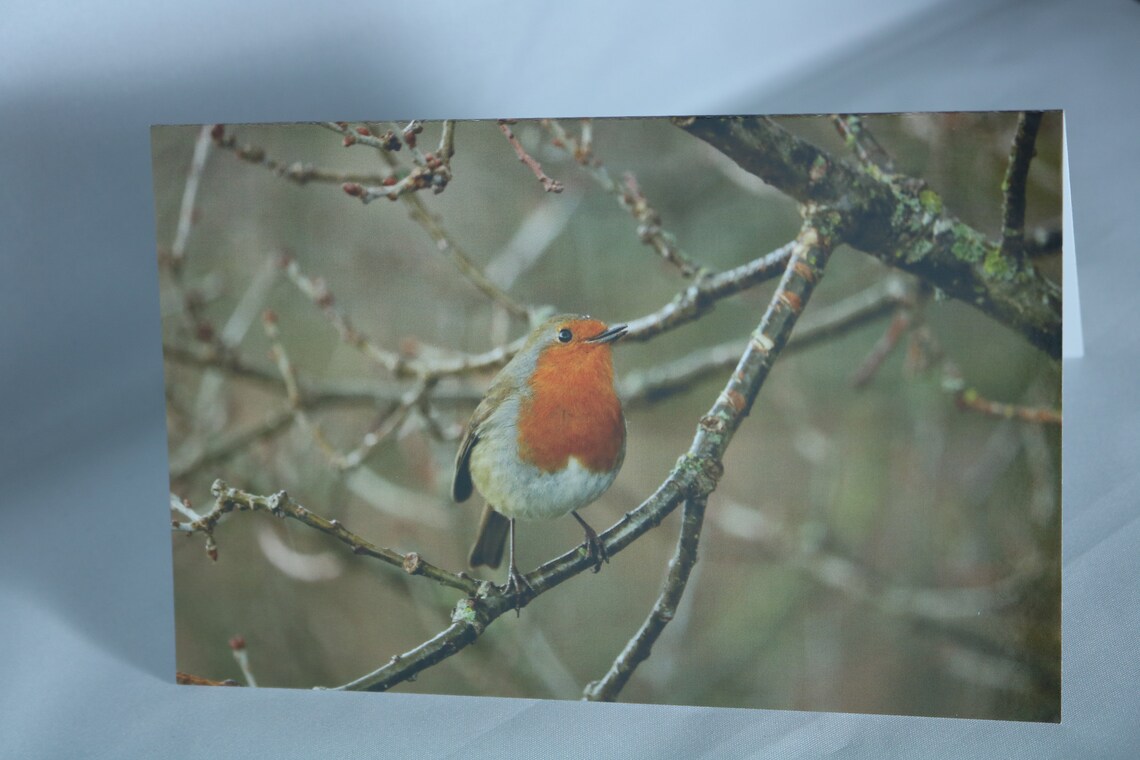Robin in the Rain Card Cute Robin Birthday Card Thank You - Etsy UK