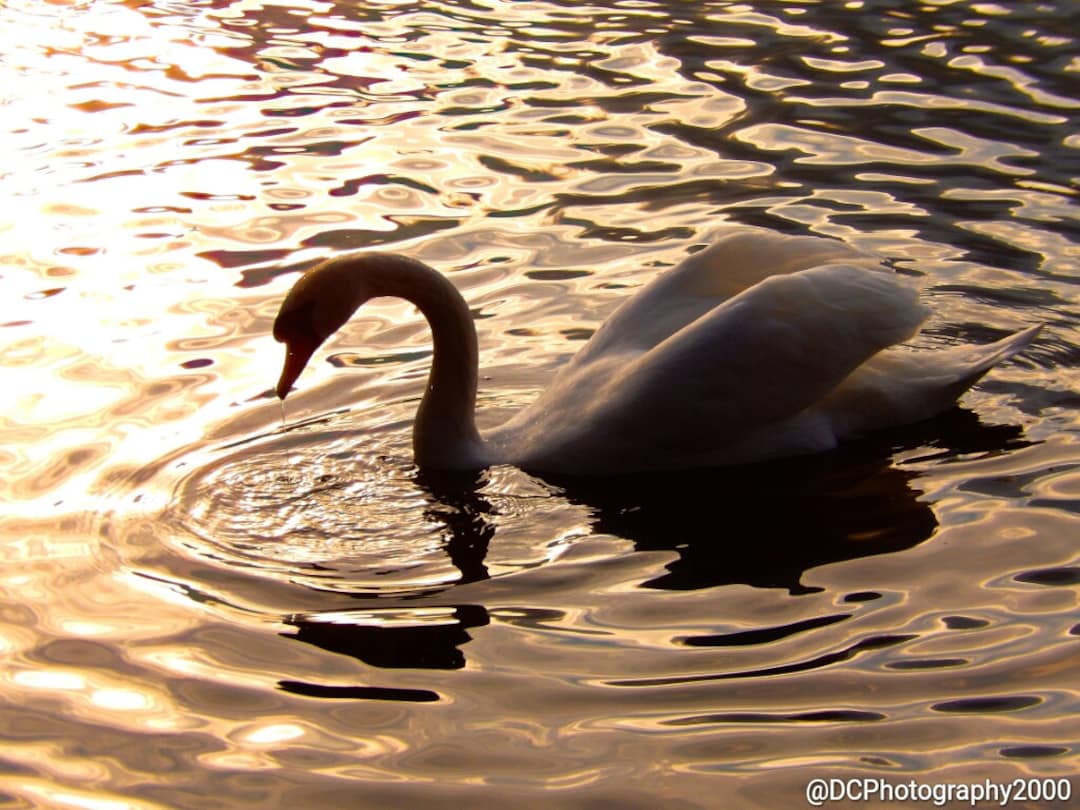 Swan Greetings Card, Birthday Card, Nature Photography Card, Thank You ...