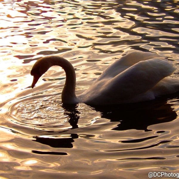 Swan Greeting Card - Etsy