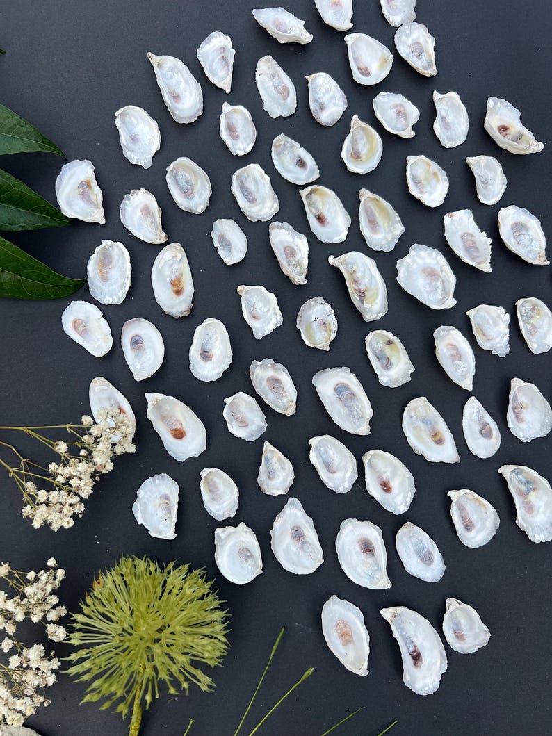 Small Bleached Oyster Shells 1-1.5 Inch | Crafts, DIY, Coastal Decor ...