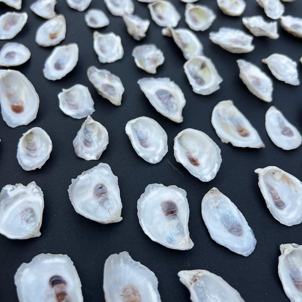 Oyster Painting - Etsy