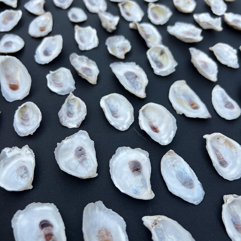 Oyster Painting - Etsy
