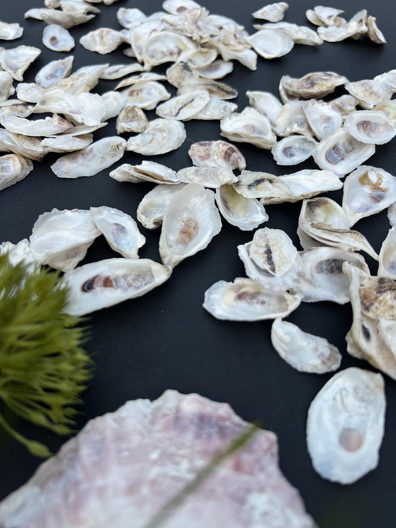 Small Bleached Oyster Shells 1-1.5 Inch | Crafts, DIY, Coastal Decor ...