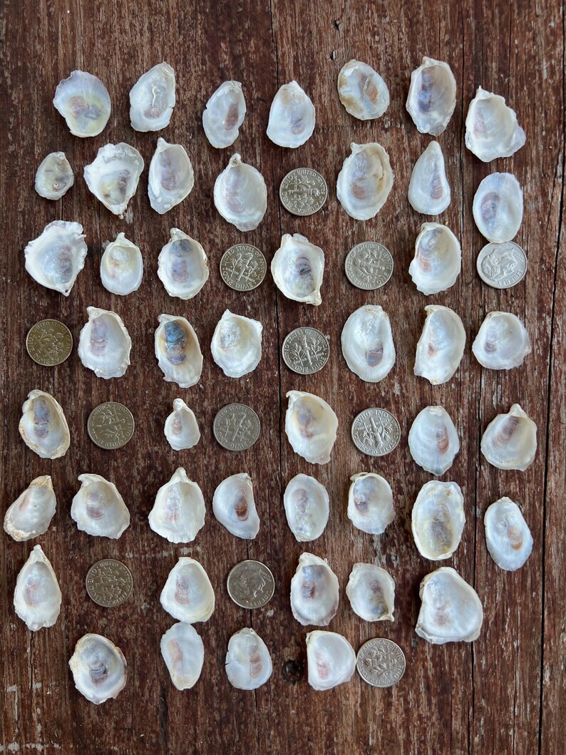 Very Small Oyster Shells 0.5-1 Inch | Sun-bleached Mini Craft Shells ...