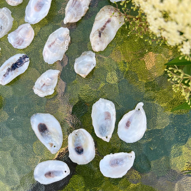 1 Flat Oyster Shells - Etsy