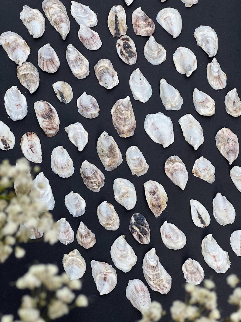 Small Bleached Oyster Shells 1-1.5 Inch | Crafts, DIY, Coastal Decor ...